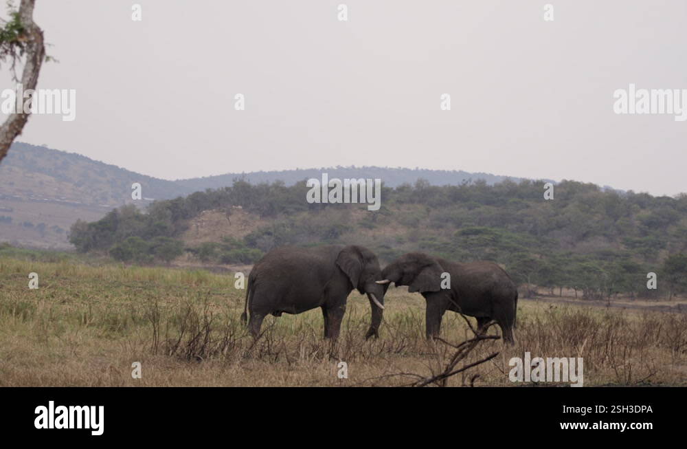 Elephant in Akagera National Park, Rwanda, Africa Stock Video Footage ...
