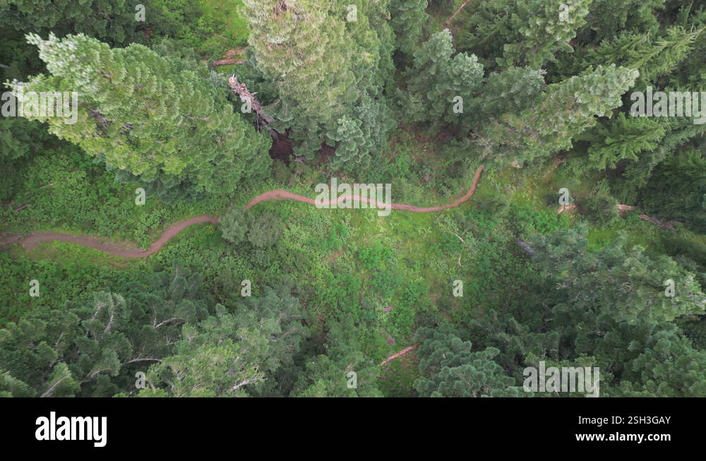 Full Aerial Descent, Straight-Down View of Empty Hiking Trail in Forest ...
