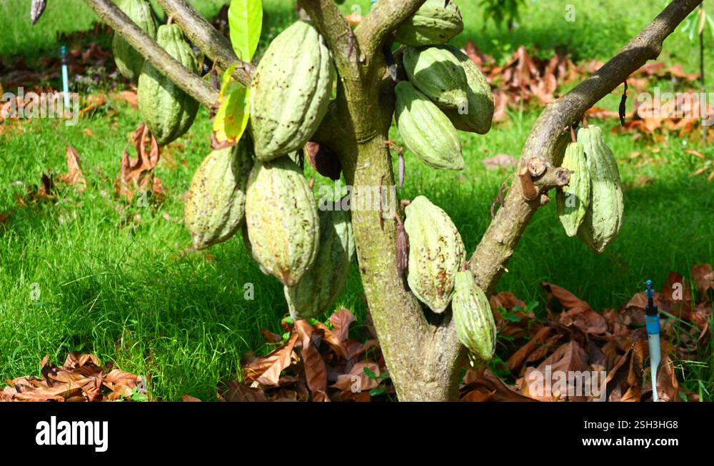 Tree of Theobroma cacao with cocoa pod fruit hang on branch Stock Video ...