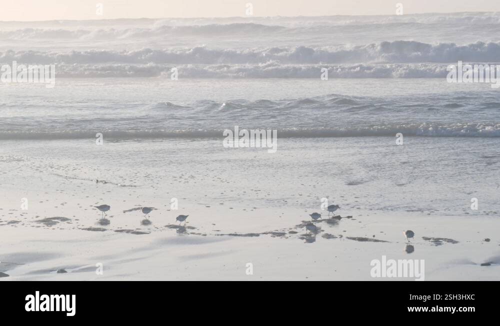 Ocean waves and sandpiper birds run on beach, small sand piper plover ...