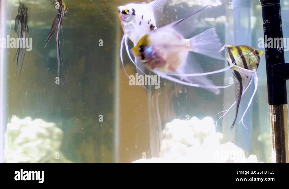 Fish in a fresh water aquarium tank in a home beautiful colorful fish ...