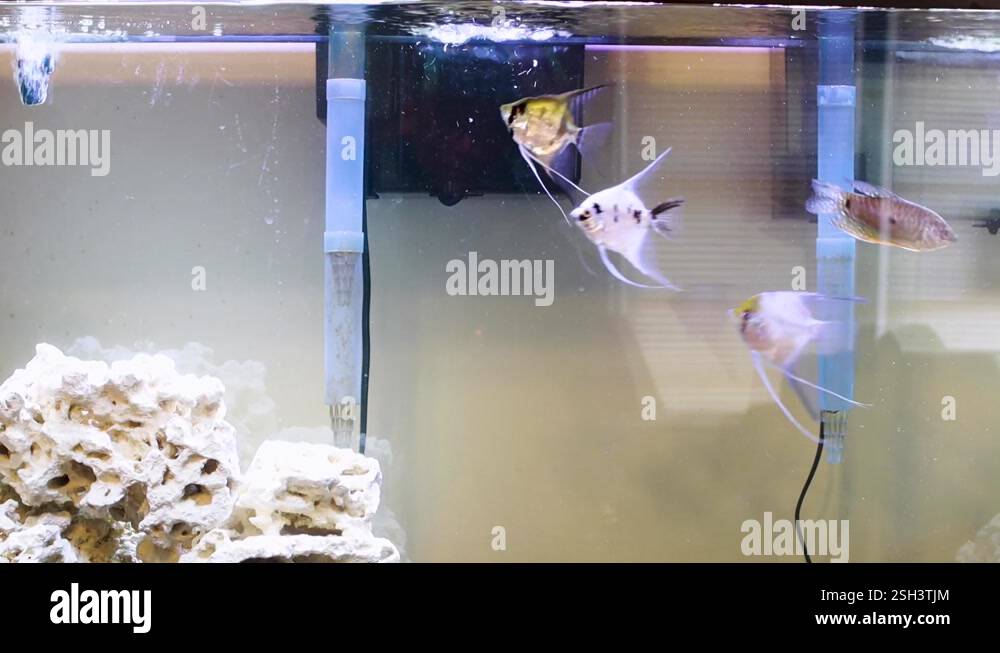 Fish in a fresh water aquarium tank in a home person in glass ...