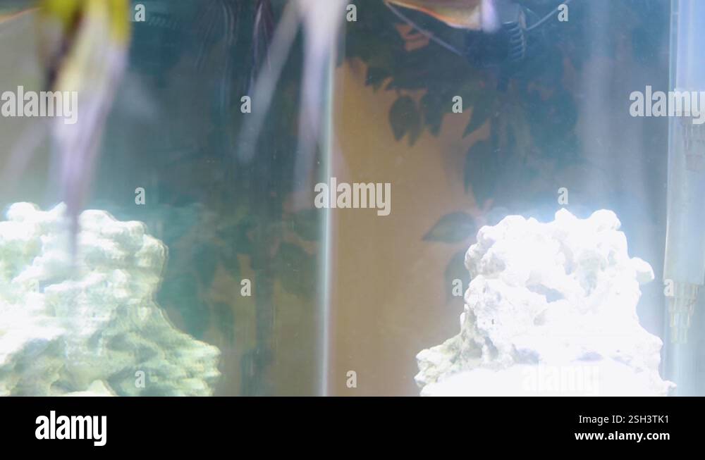Fish in a fresh water aquarium tank in a home blurred fish close up ...