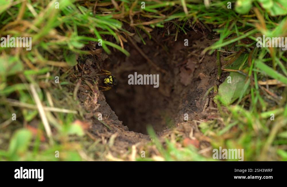Common wasp (Vespula Vulgaris) on Guard by Disturbed Underground Nest ...