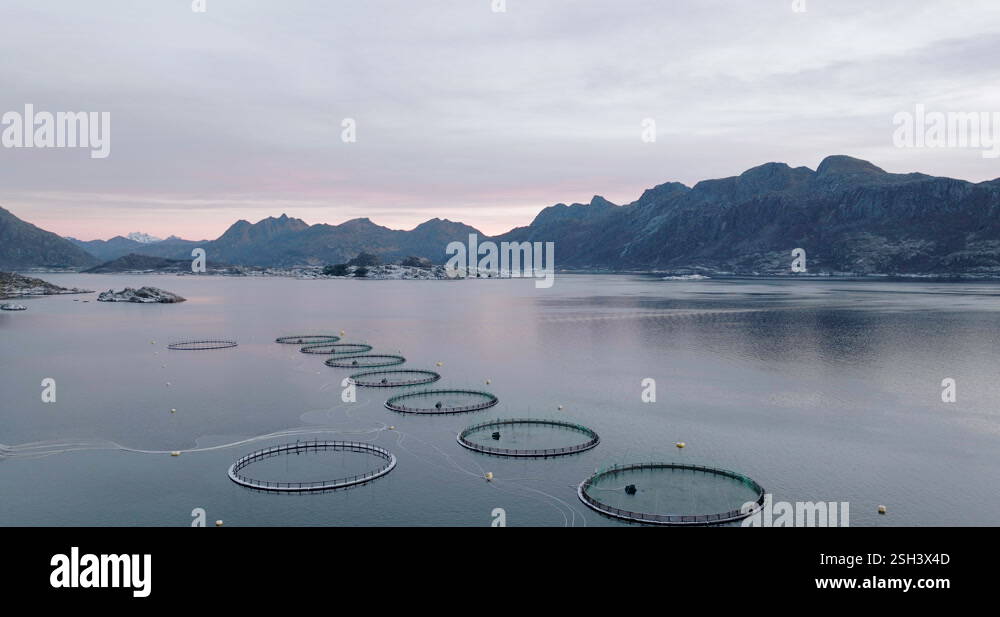 Scandinavian fish farming - salmon pens in Lofoten, Norway; aerial view ...