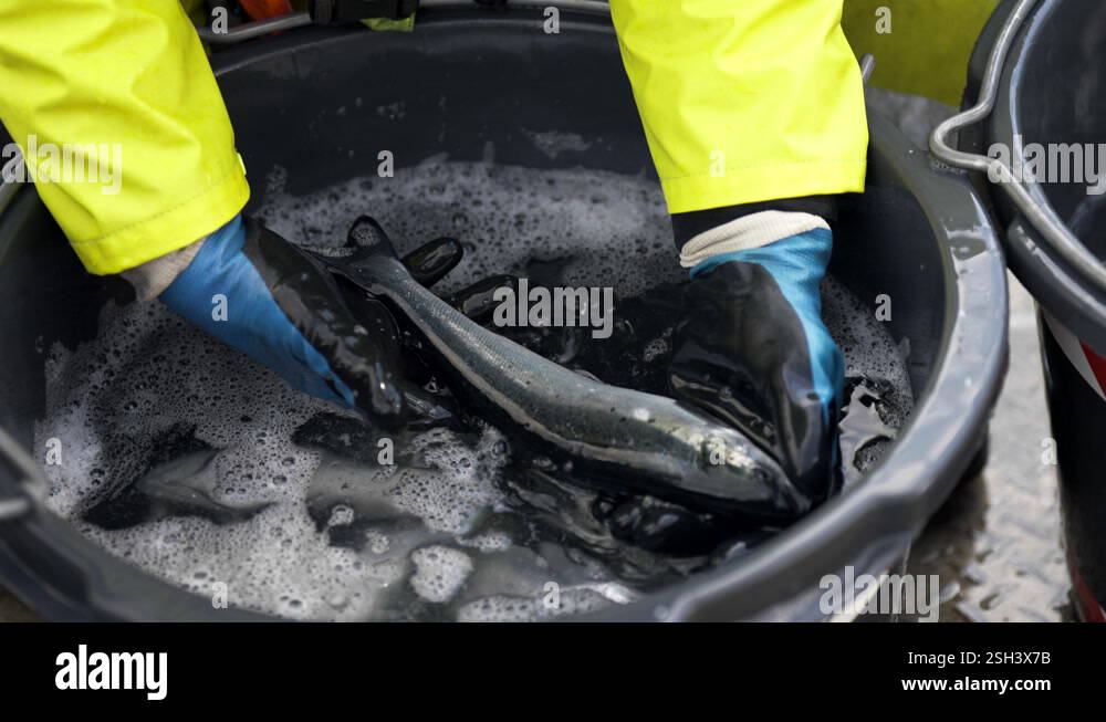 Veterinarian on salmon fish farm inspecting fish for signs of parasites ...