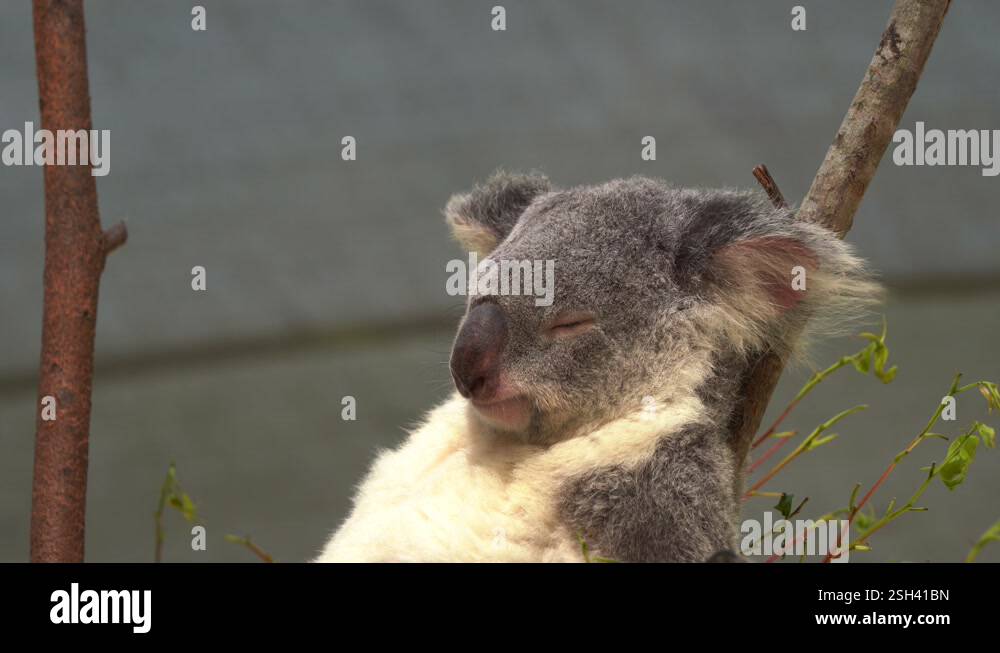 Chill koala bear, phascolarctos cinereus with a sedentary lifestyle ...