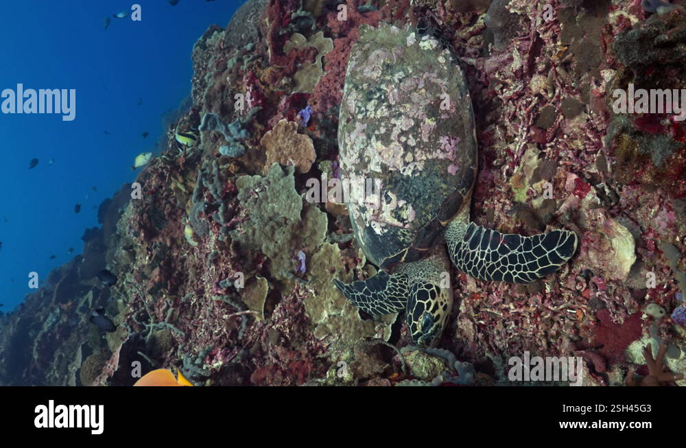 Vertical video of hawksbill sea turtle swimming on coral reef ...