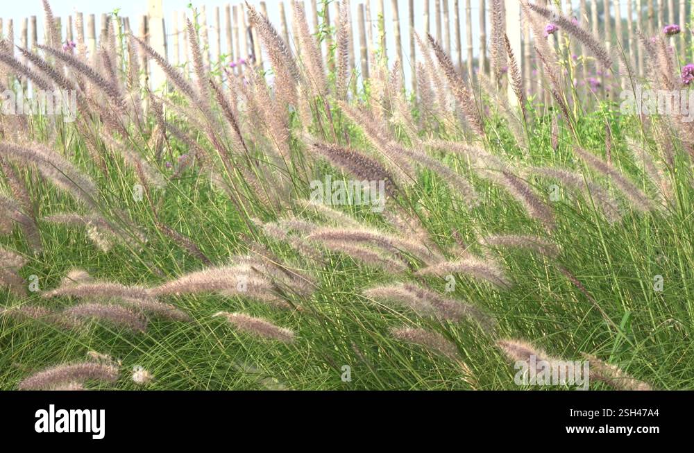 A beautiful background of ornamental grasses blowing in the wind with a ...