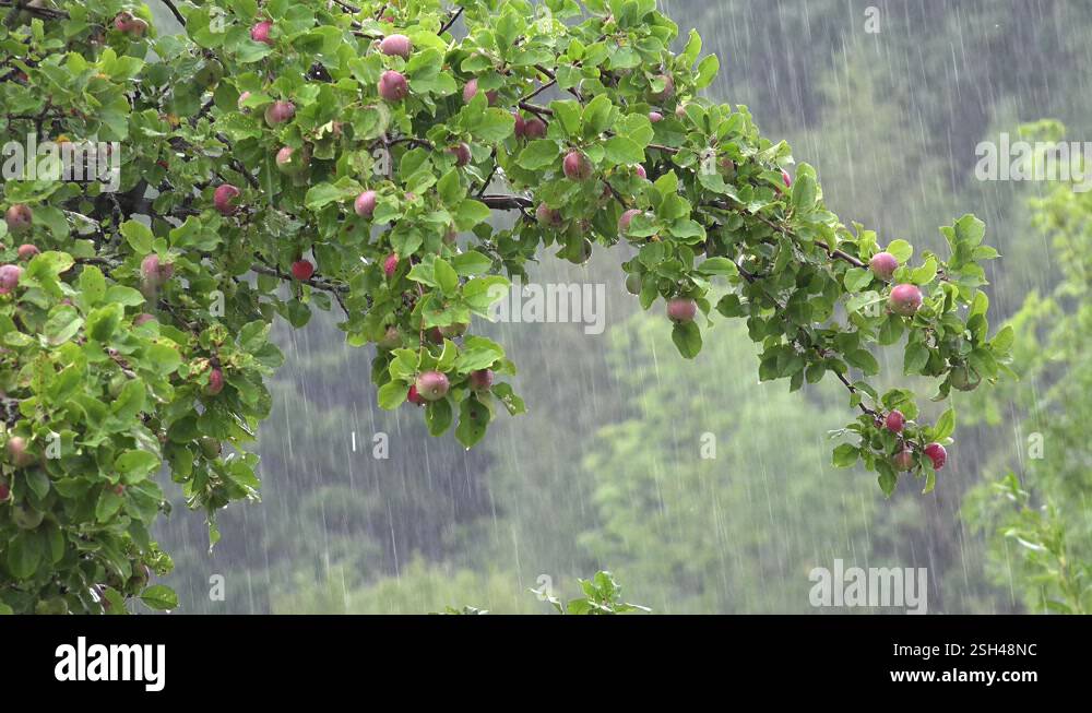 Rain, Torrential Raining, Inundation, Flooding, Storm, Rainy Day on ...