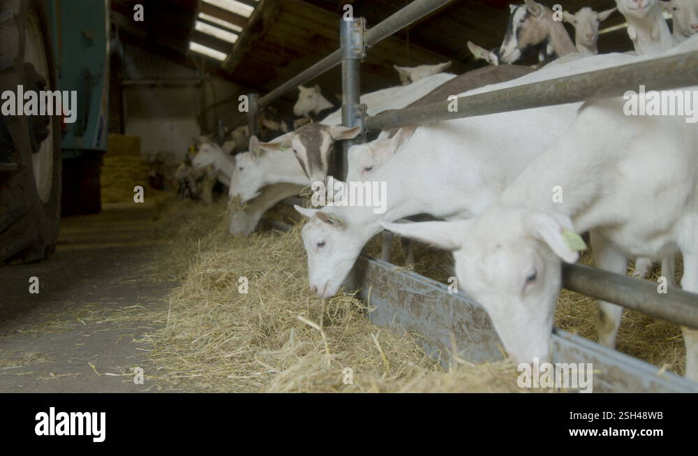 A barn full of goats eating hay Stock Video Footage - Alamy