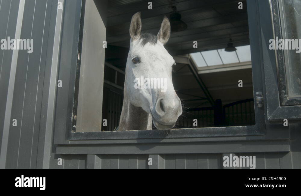 A horse peaking it's head outside the stable window Stock Video Footage ...