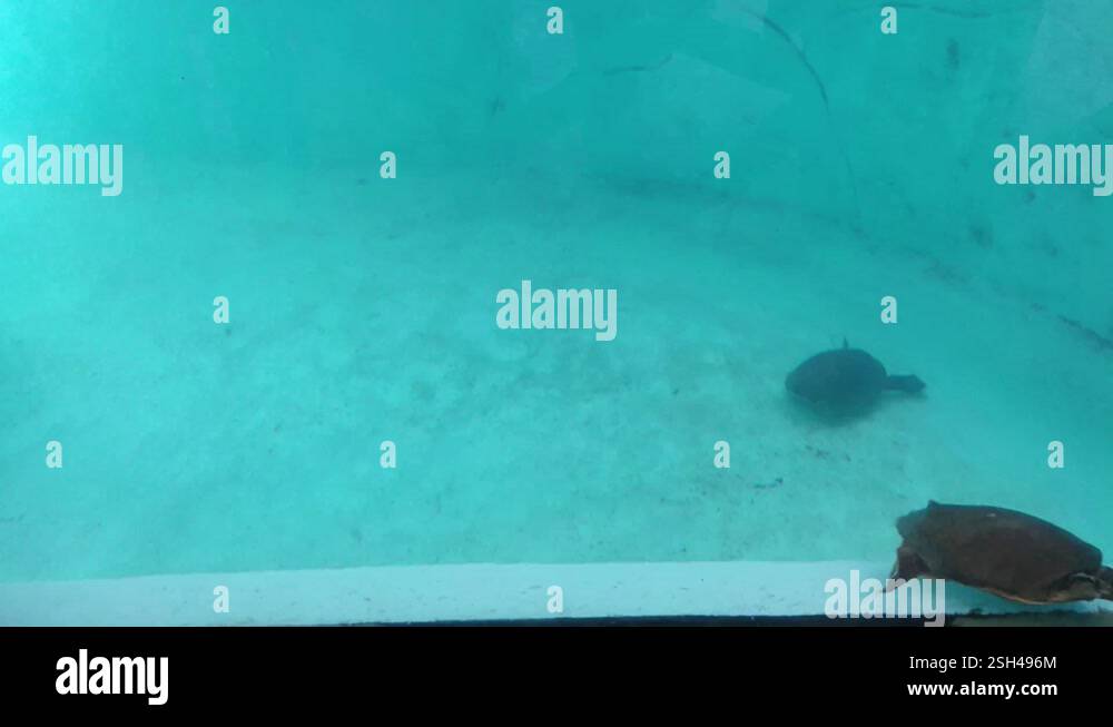 A Turtle Swims In A Water Aquarium In A Zoo - Tortoise Aquarium Stock ...