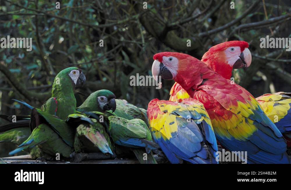 Group of Ara parrots, Red parrot Scarlet Macaw, Ara macao Stock Video ...