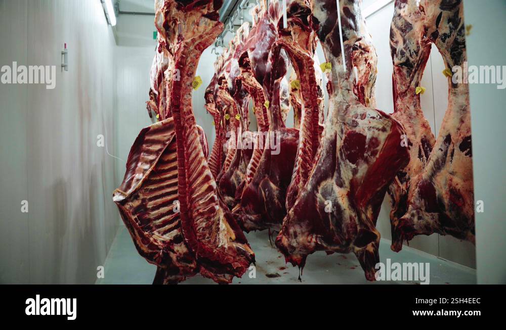 Beef hanging in cold store Stock Videos & Footage - HD and 4K Video ...