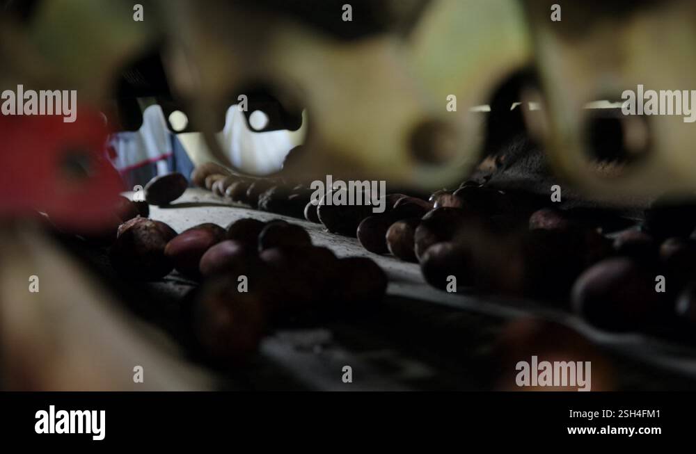 Primary processing of dirty red potatoes at sorting plant. close up ...