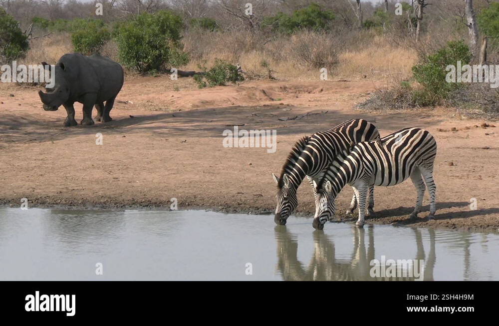 Zebra Couple and Rhino by Watering Hole, Wild Animals Living Together ...