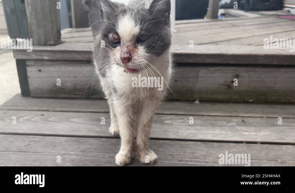 Gross scary sick zombie cat kitty with bulging protruding disgusting ...