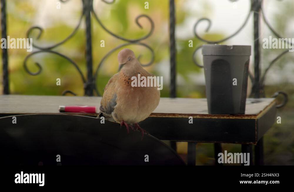 Bird sitting on chair Stock Videos & Footage - HD and 4K Video Clips ...
