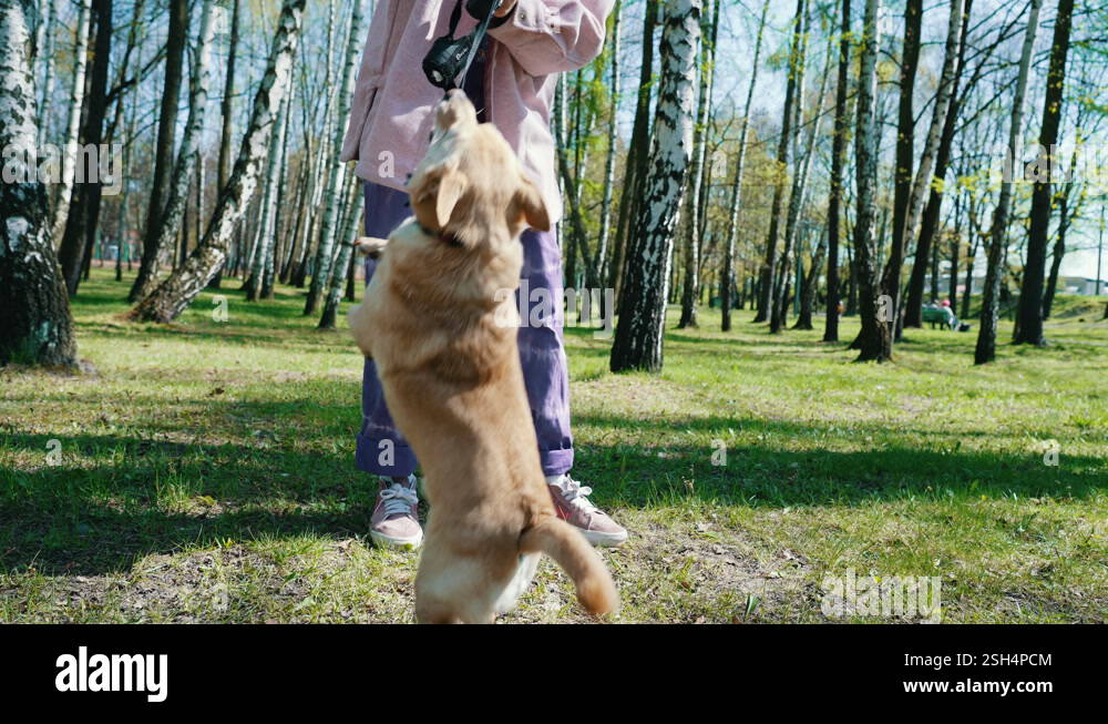 Cute Welsh Corgi Dog On Leash Standing And Turning Around On Hind Legs ...