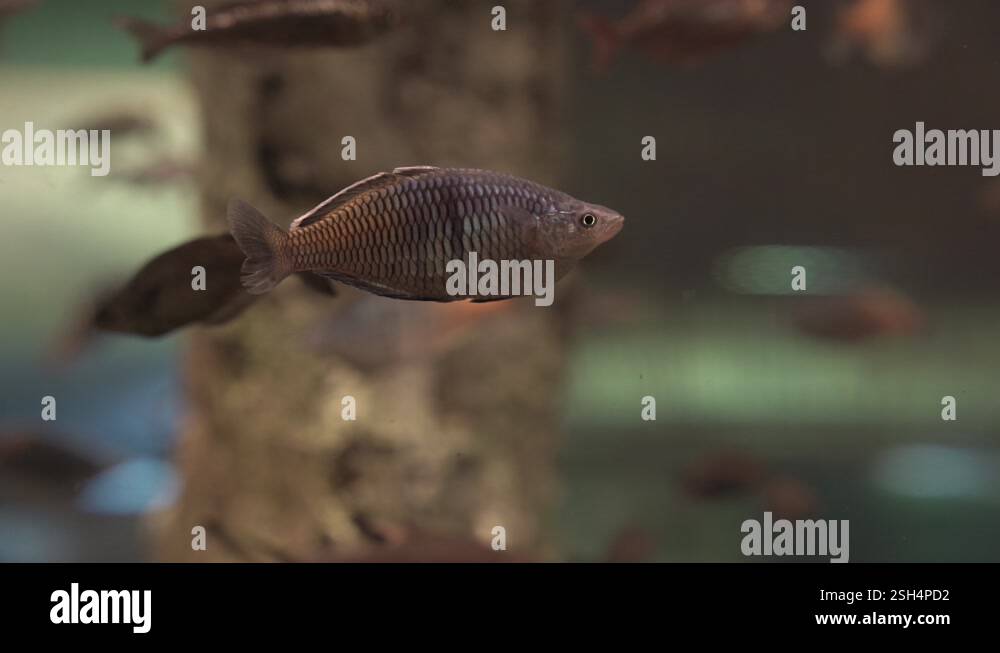 Many silver of shiny fish Melanotaenia Boesemani swim aquarium chaotic ...
