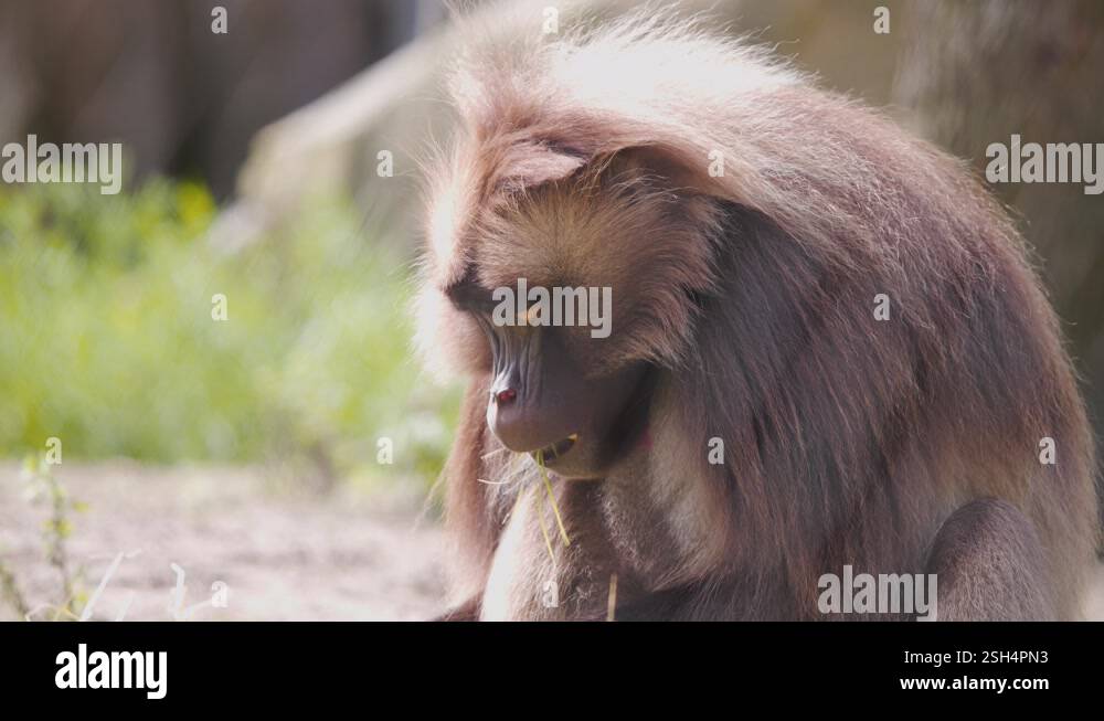 Furry male Gelada baboon monkey eating grass near rocks in zoo exhibit ...