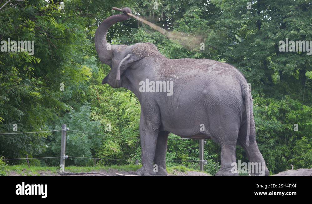Asian elephant in exhibit swinging tree branch with trunk in triumph ...