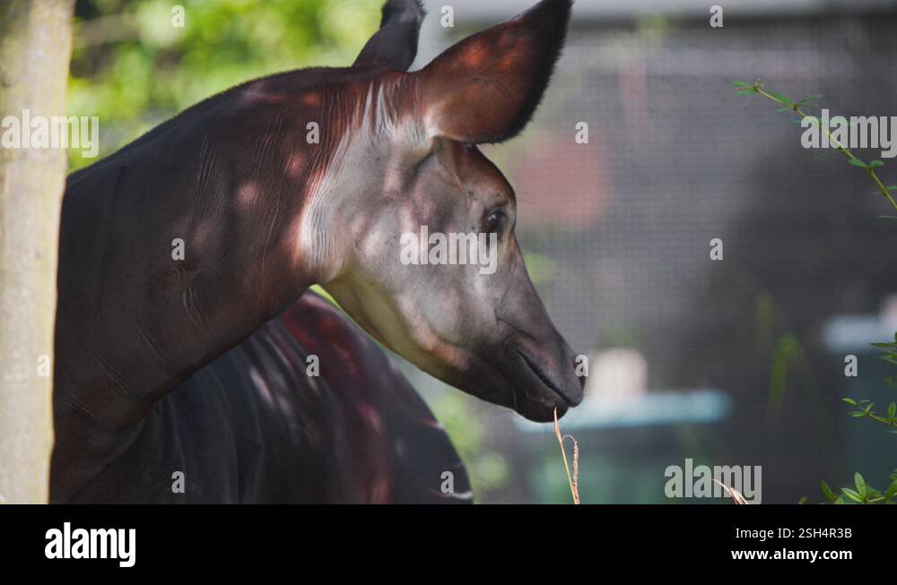 Okapi with its head turned to left next to tree in zoo exhibit Stock ...
