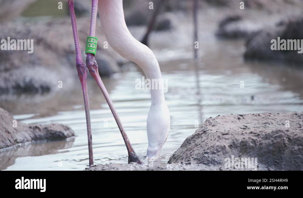 Flamingo bird with green tag on leg drinking from muddy water pool ...