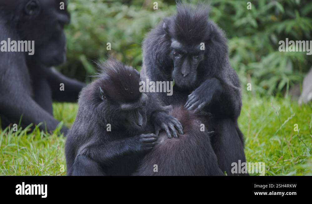 Troop of Celebes Crested Macaque monkeys grooming each other for fleas ...