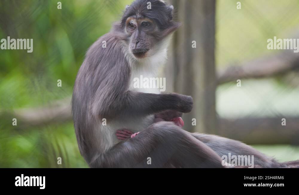 Sooty Mangabey monkey mother grooming fur of her newborn baby in zoo ...