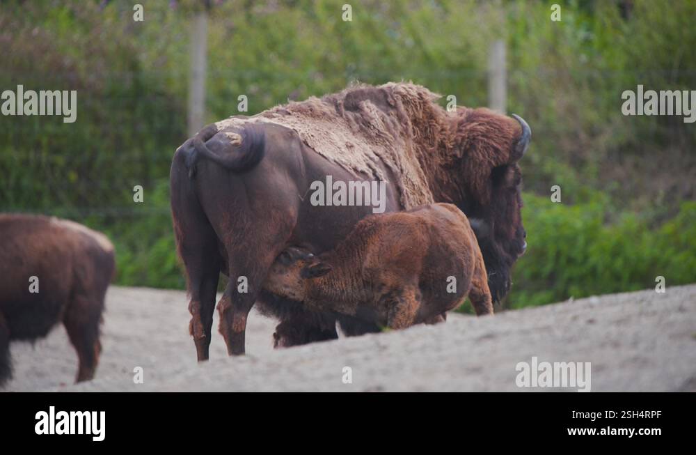 American bison bison bison cow Stock Videos & Footage - HD and 4K Video ...