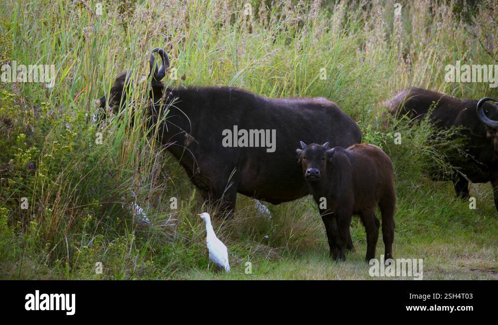 Newborn buffalo calf with his mother and father grazing in the forest ...