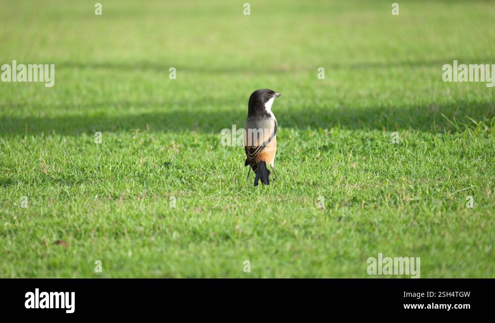 Long tailed shrike bird Stock Videos & Footage - HD and 4K Video Clips ...