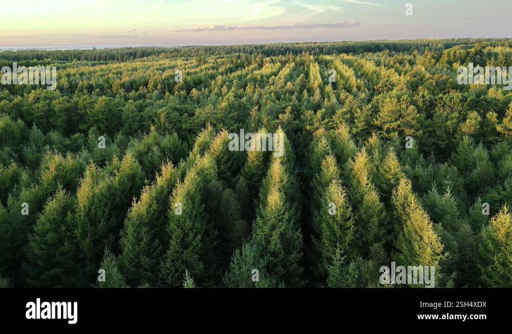 Autumn in german forest Stock Videos & Footage - HD and 4K Video Clips ...