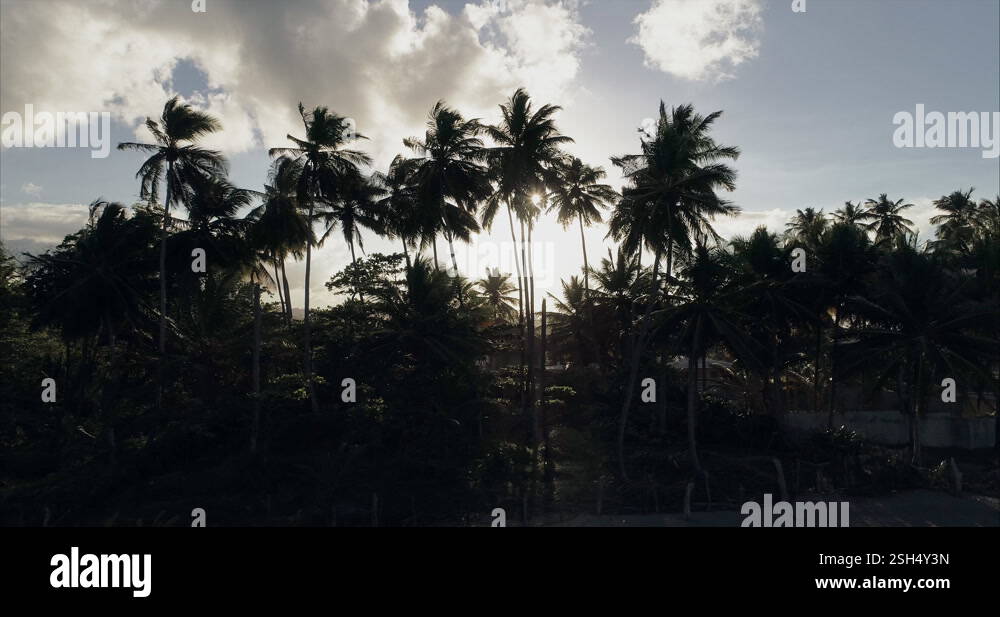 The rays of the sun translucent through the crowns of tall slender ...