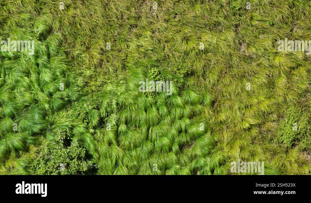 Lush green aquatic plants grow at rivers edge in marsh conditions Stock ...