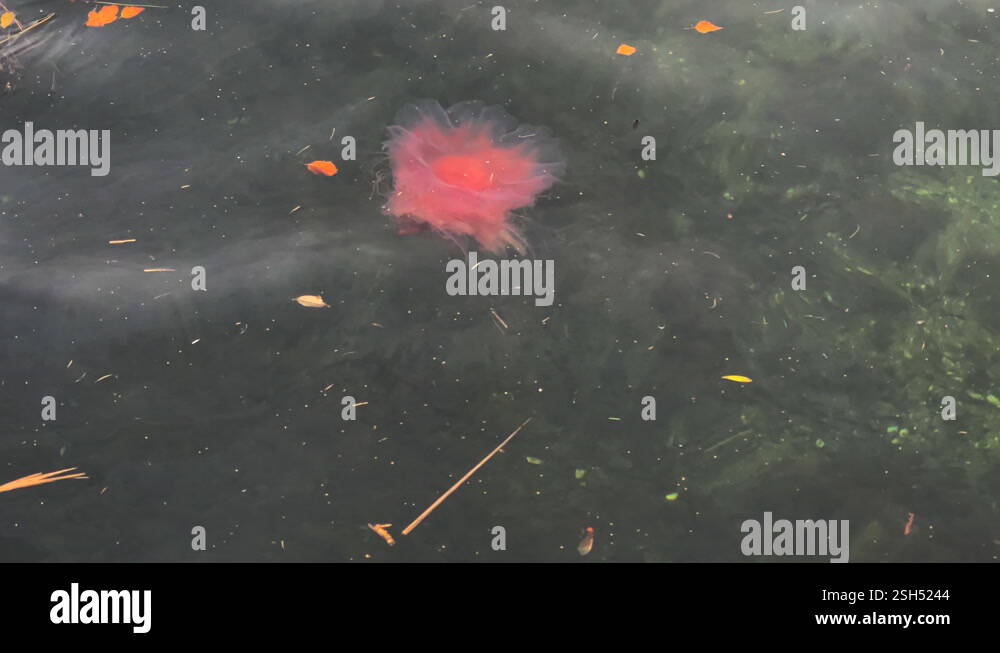 a big red fire jellyfish swims on the water surface Stock Video Footage ...