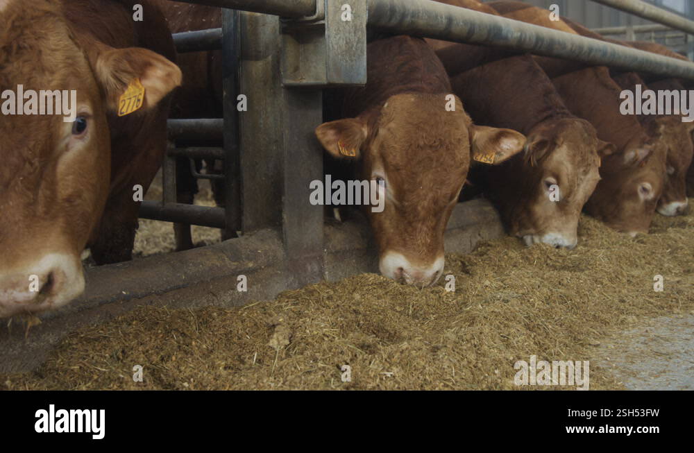 Row feed Stock Videos & Footage - HD and 4K Video Clips - Alamy