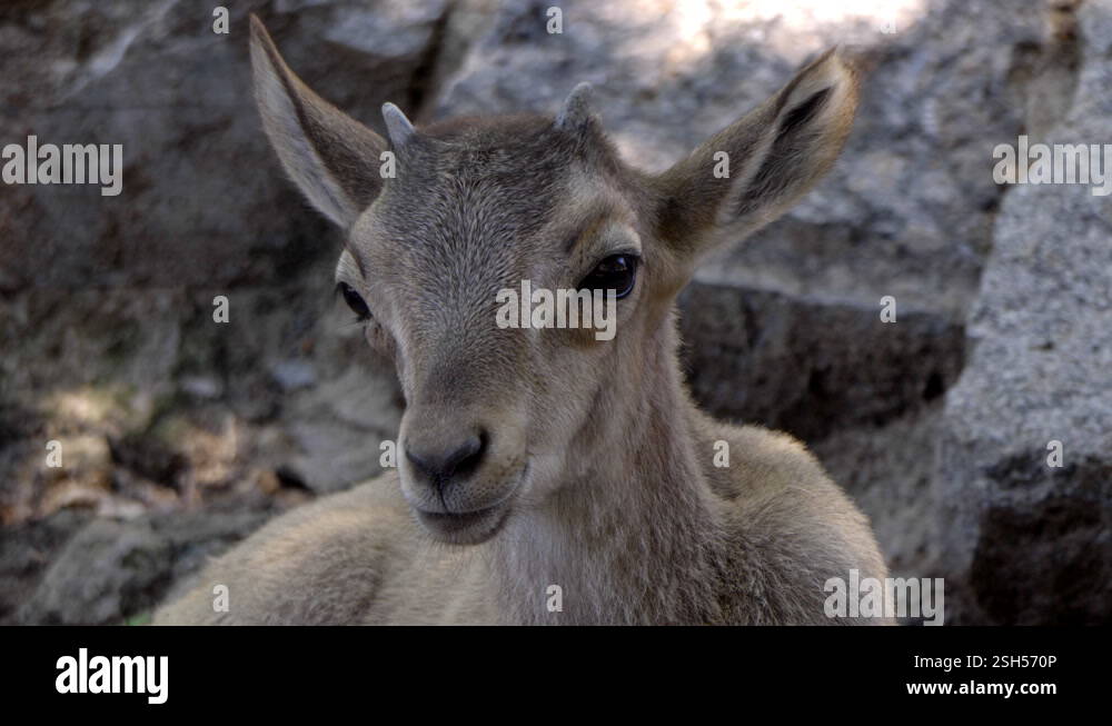 Beautiful mountain goat with helical long horns on the background of ...