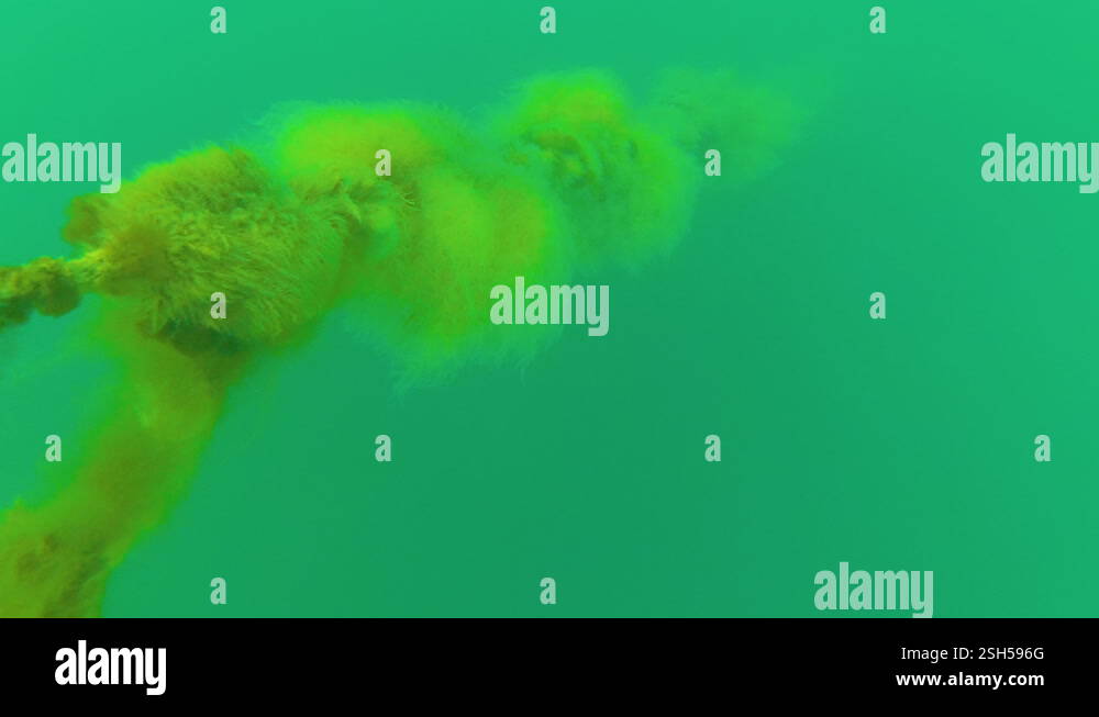 Hydroid polyps and algae on a rope in the sea water column in the Black ...
