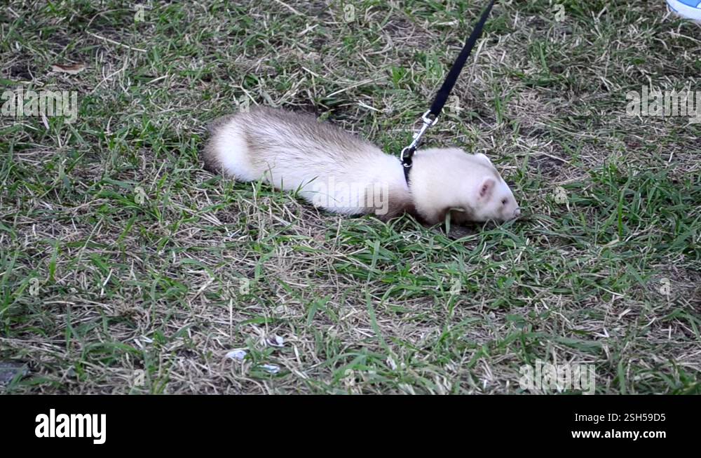 Polecat on a rope on a grass. Shooting in the evening Stock Video ...