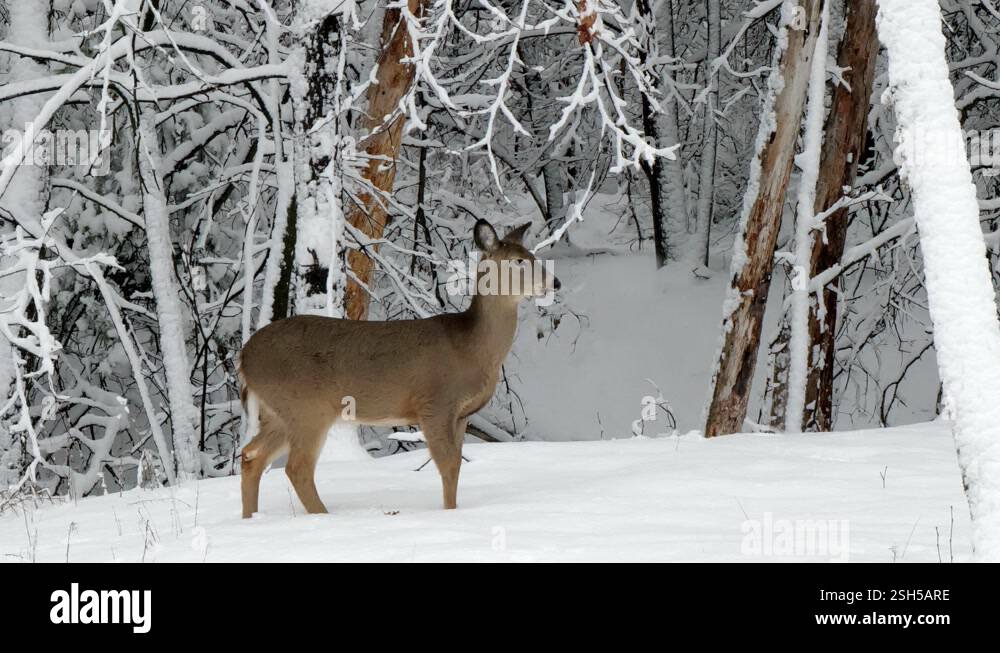 Doe deer in Minnesota forest after new snowfall Stock Video Footage - Alamy