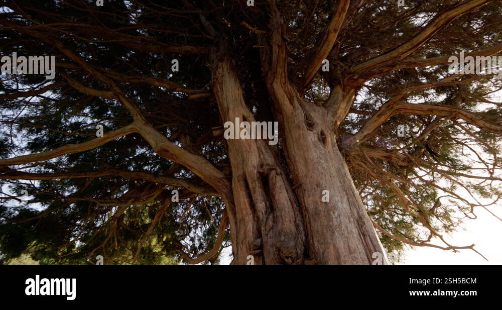 Camera slowly pans down to show wide, light brown tree trunk. Mexican ...