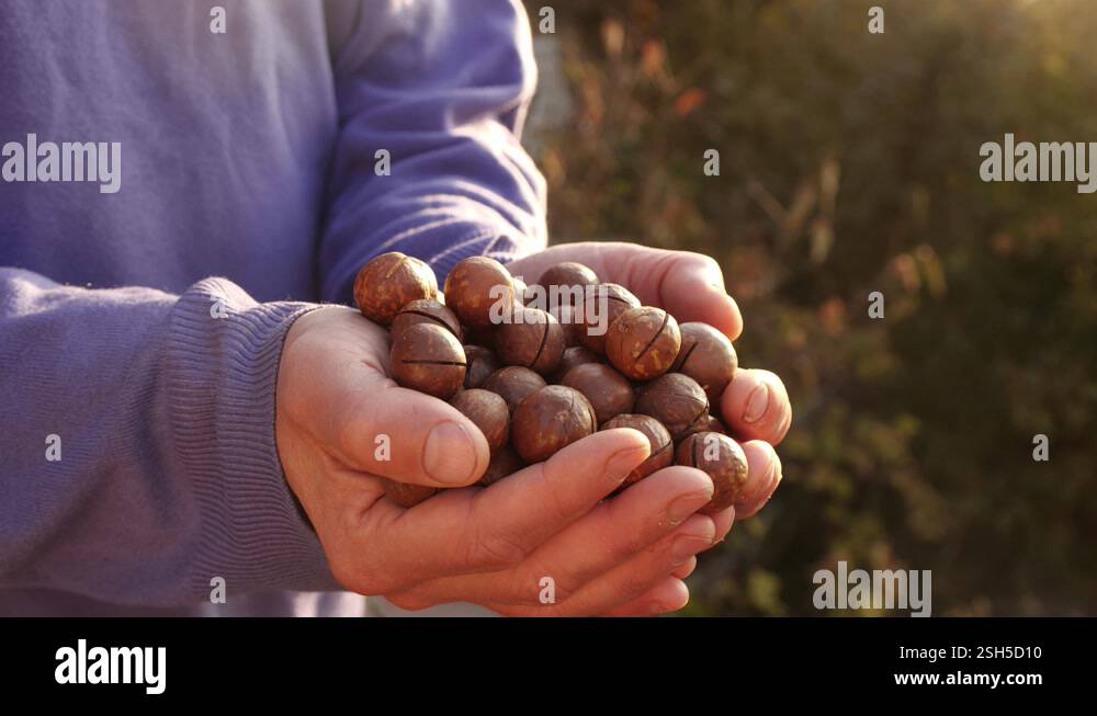 The harvest of macadamia nuts in the hands of a farmer. Macadamia nut ...