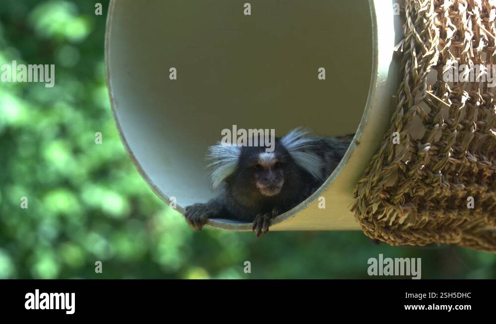 Tufted ear marmoset Stock Videos & Footage - HD and 4K Video Clips - Alamy
