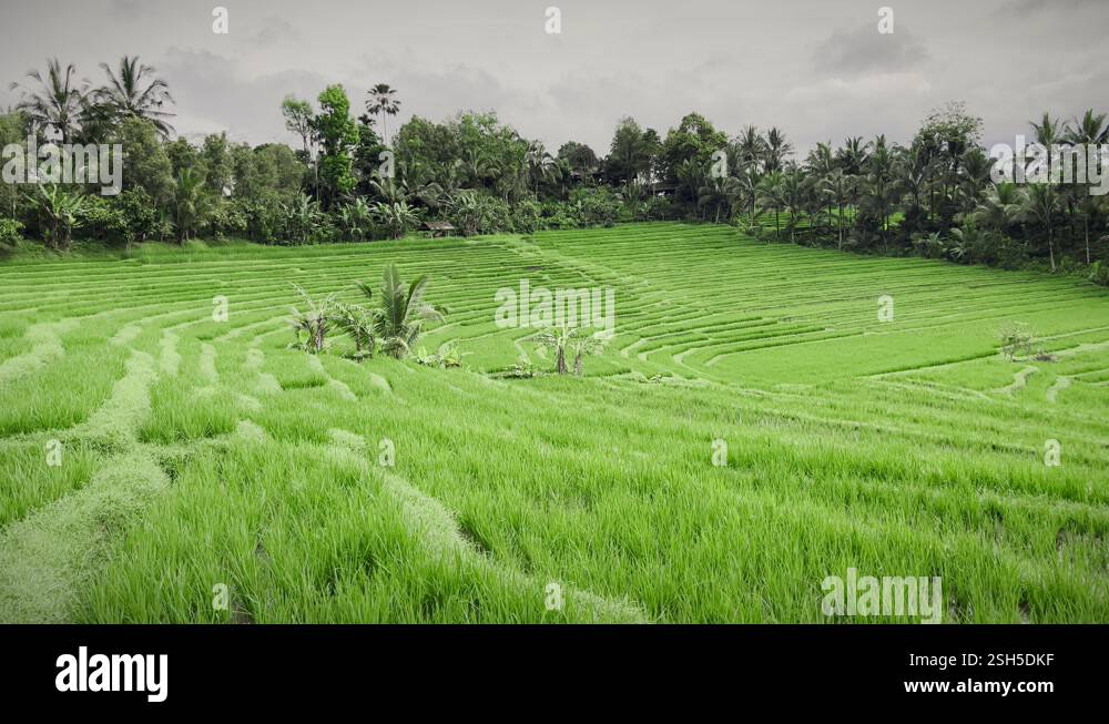 The Famous Evergreen Rice Terraces Of Tegallalang In Bali, Indonesia ...
