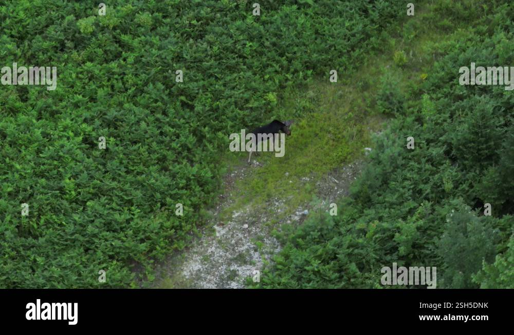 Worn path not footpath Stock Videos & Footage - HD and 4K Video Clips ...