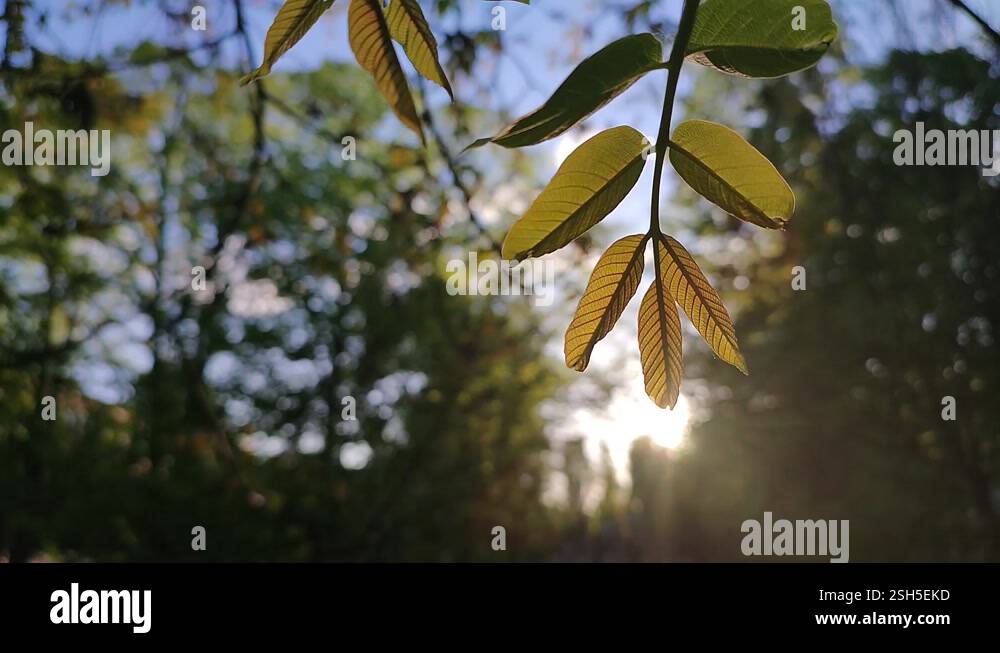 Twig with small green leaves flutters swaying in the wind against the ...