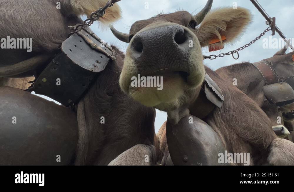 Unusual low angle perspective of brown cow chewing over camera. Close ...
